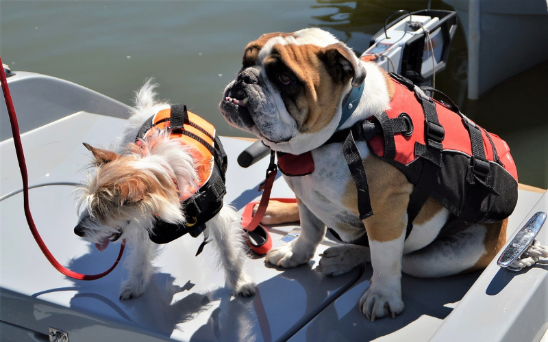 Boating With Dogs